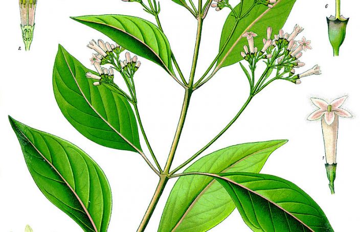 Le quinquina l'arbre qui requinque - Culture générale